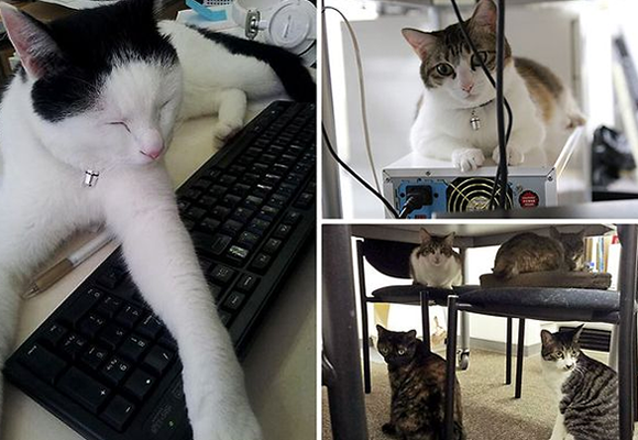 Pets At Office: Animals In The Workplace - Latest News - Office Reality