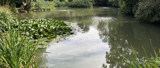 Blog & Latest News from the team at Water Garden Ltd - Lake Problems ...